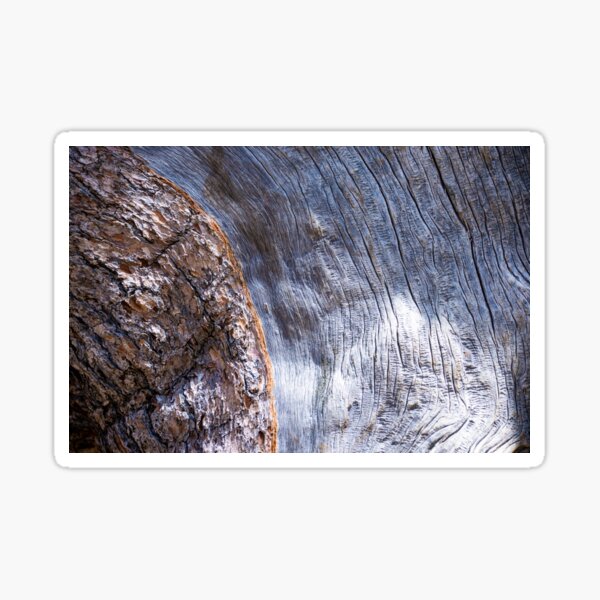 "Tree Bark" Sticker by photosbyalexis | Redbubble