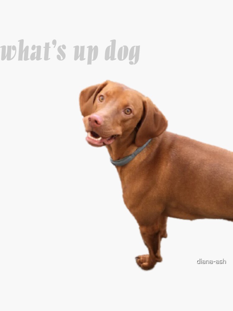 "Hello there, buddy" Sticker for Sale by diana-ash | Redbubble