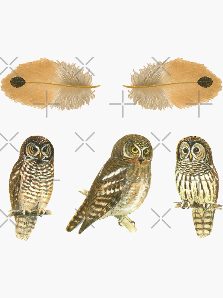"Bird Sticker Pack No. 1 - Owls Collection Sheet" Sticker for Sale by ...