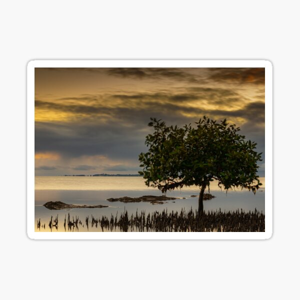 "Sunrise over the mangrove" Sticker for Sale by Timothymccabe | Redbubble