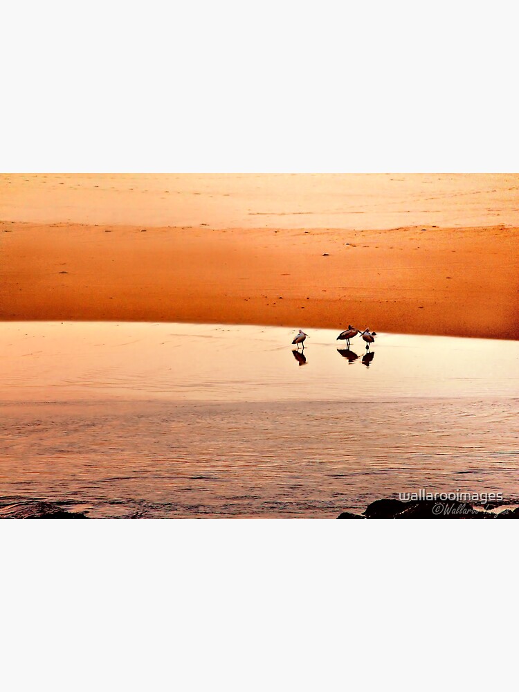 "Seagull Huddle" Sticker for Sale by wallarooimages | Redbubble