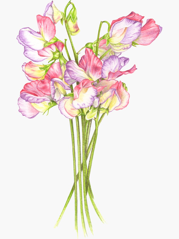 "Sweet Peas" Sticker for Sale by TheodoraG | Redbubble