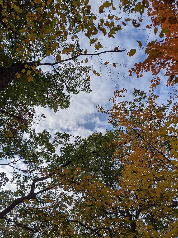 "Fall Sky and Leaves Turning Color" Poster by PeachieKStudio | Redbubble