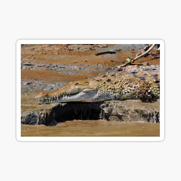 "Costa Rica American Crocodile Riverbank " Sticker for Sale by ...