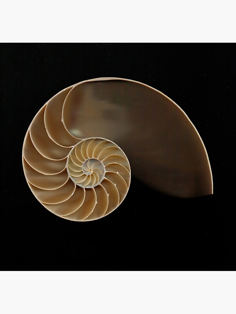 Chambered nautilus shell bisected Premium Matte Vertical Poster sold by ...