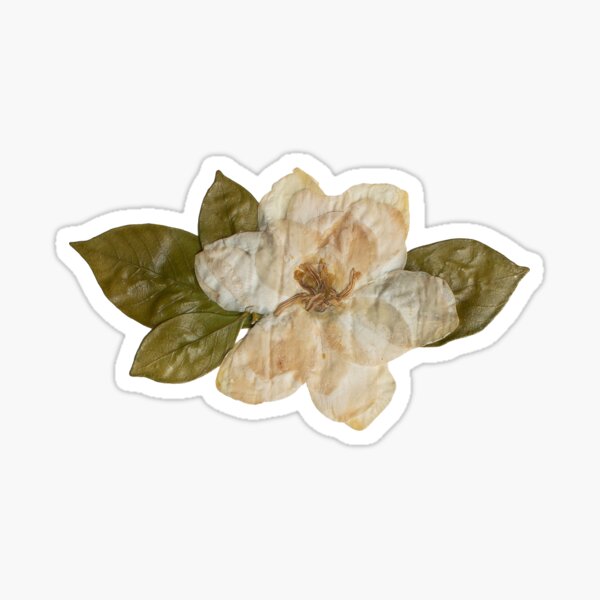 "Pressed Gardenia, Gardenia Flower, Gardenia Art" Sticker for Sale by ...