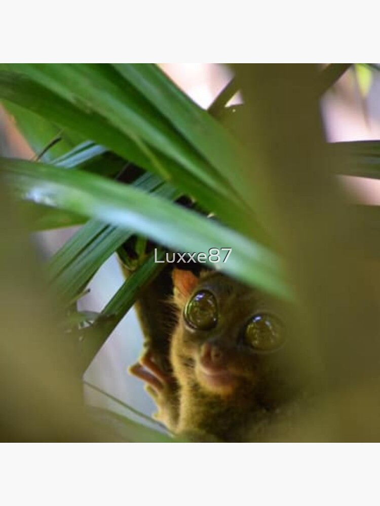 "Cute Tarsier Hiding" Sticker for Sale by Luxxe87 | Redbubble
