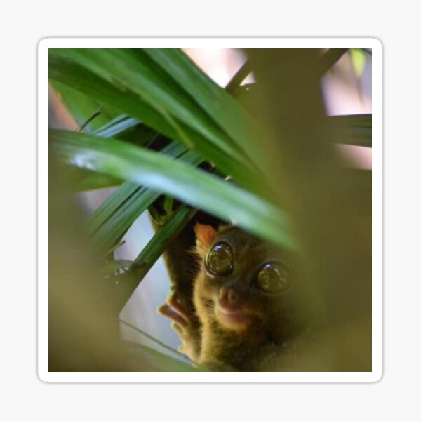 "Cute Tarsier Hiding" Sticker for Sale by Luxxe87 | Redbubble