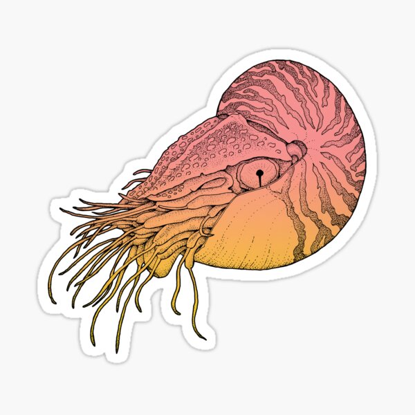 "Chambered Nautilus" Sticker for Sale by hmanjarris | Redbubble