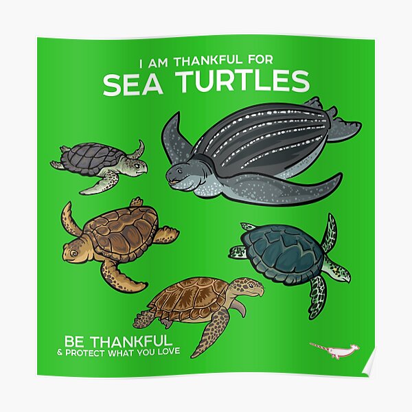"I Am Thankful For Sea Turtles" Poster by PepomintNarwhal | Redbubble