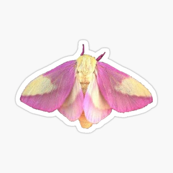 "Pink moth" Sticker by scullyss | Redbubble