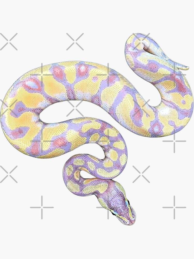 "Ball Python- Banana Beauty- Snake" Sticker for Sale by Elarex | Redbubble