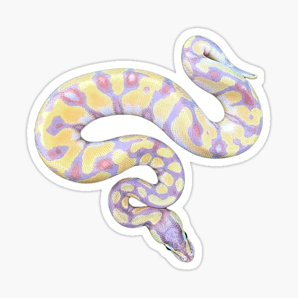 "Ball Python- Banana Beauty- Snake" Sticker for Sale by Elarex | Redbubble
