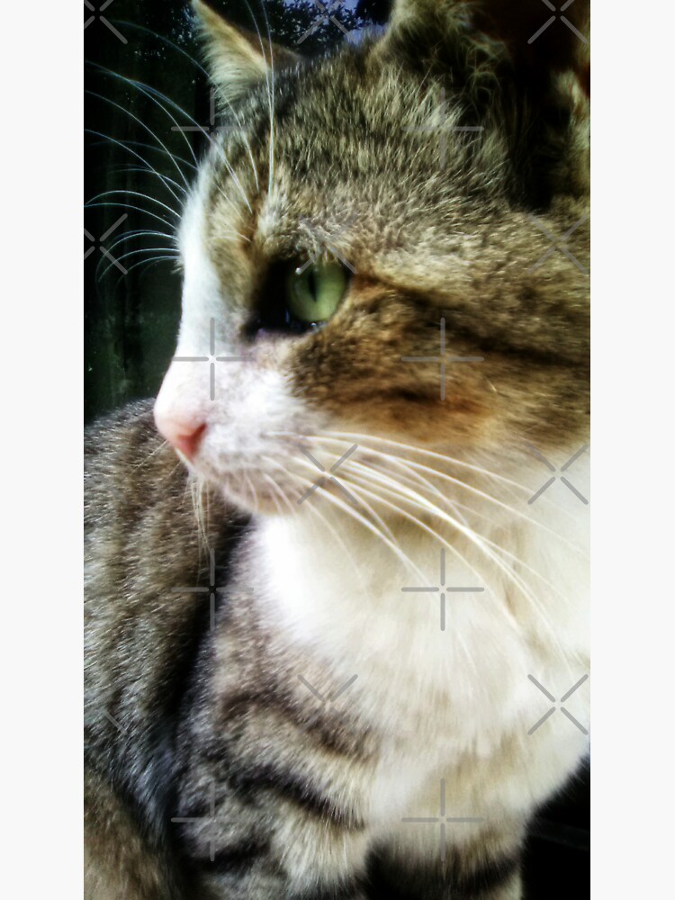 "My beautiful Pepe. " Sticker for Sale by XANTHIPPI | Redbubble