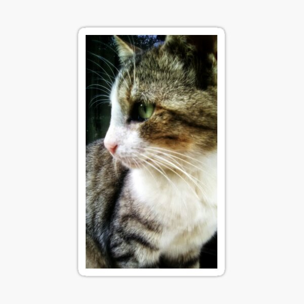 "My beautiful Pepe. " Sticker for Sale by XANTHIPPI | Redbubble