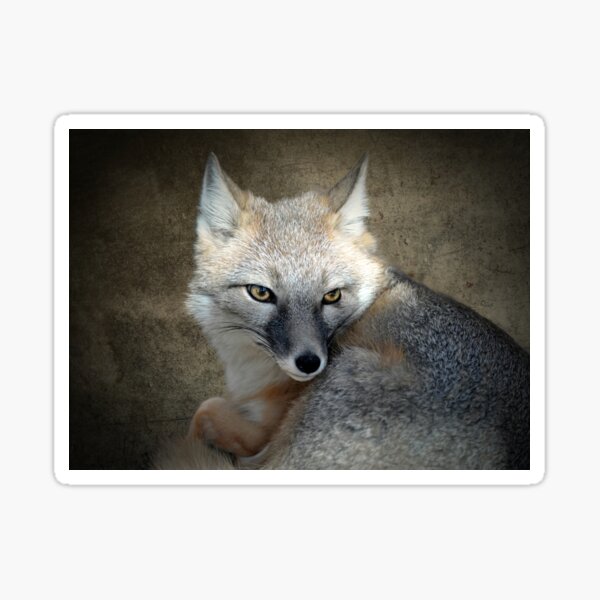 The Northern Swift Fox Sticker For Sale By Venny Redbubble the-northern-swift-fox-sticker-for-sale-by-venny-redbubble
