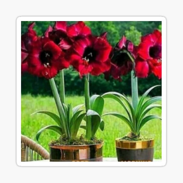 "Red Bubble,Art design work, custom design,nature beauty,nature theme ...