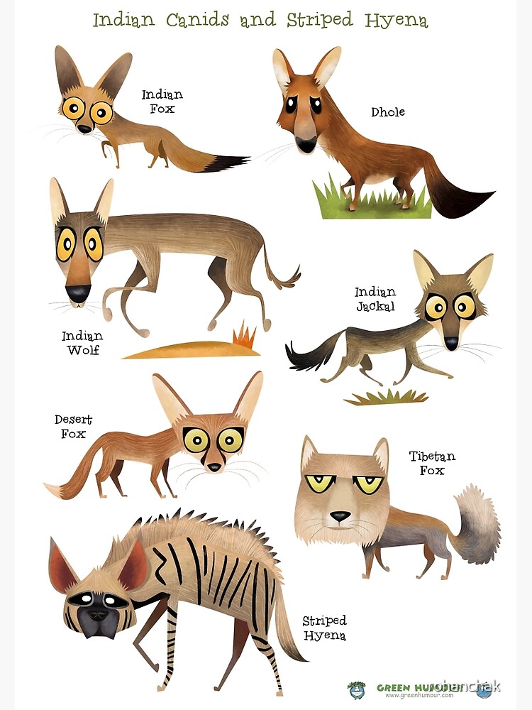 "Canids of India" Poster by rohanchak | Redbubble