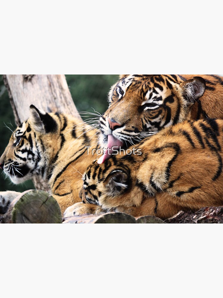 "Mummy Tiger Cleaning her Cute Cubs" Sticker by TrottShots | Redbubble