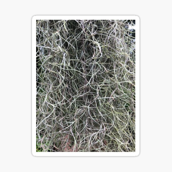 "Spanish Moss " Sticker for Sale by brianshutterbug | Redbubble