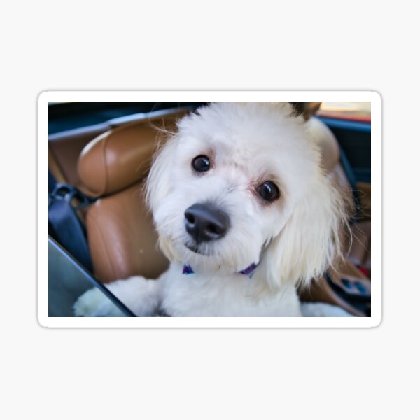 "White Fluffy Dog" Sticker by edwinvisuals | Redbubble