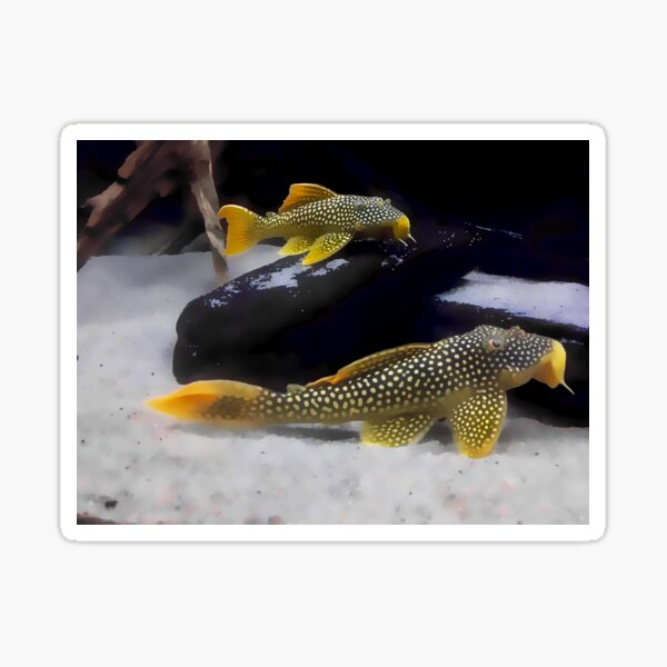 "L014 Sunshine Pleco Aquarium" Sticker by GFishy | Redbubble