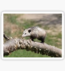 Possum: Stickers | Redbubble
