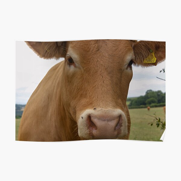 "Red cow face" Poster by jennyb111 | Redbubble