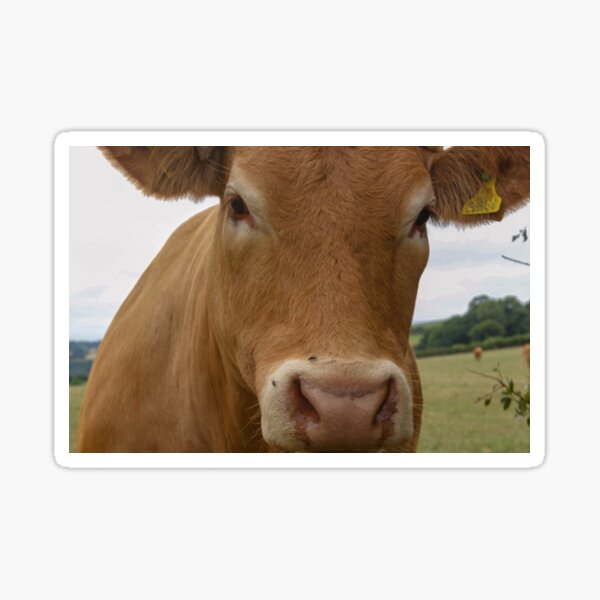 "Red cow face" Sticker for Sale by jennyb111 | Redbubble