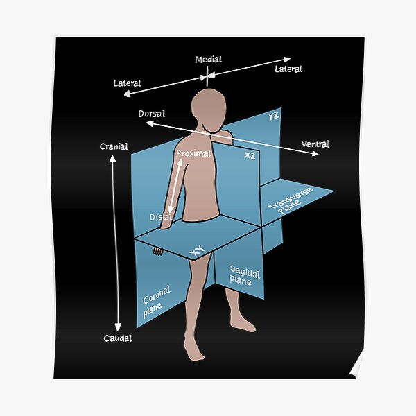 "Dorsal Ventral Planes Of Human Body - Nurse Or Physician" Poster for ...