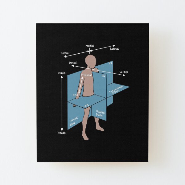 "Dorsal Ventral Planes Of Human Body - Nurse Or Physician" Mounted ...