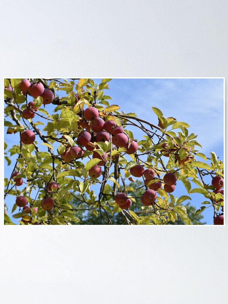 "Apple tree" Poster for Sale by tylermotes | Redbubble