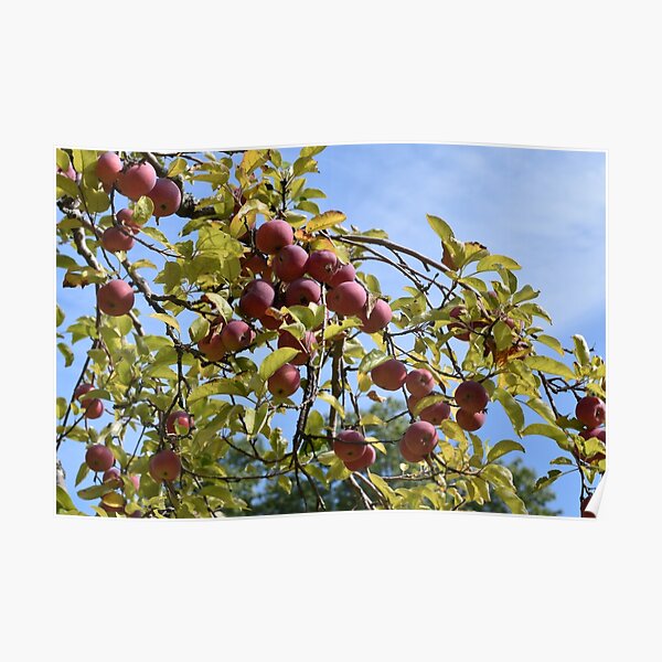 "Apple tree" Poster for Sale by tylermotes | Redbubble