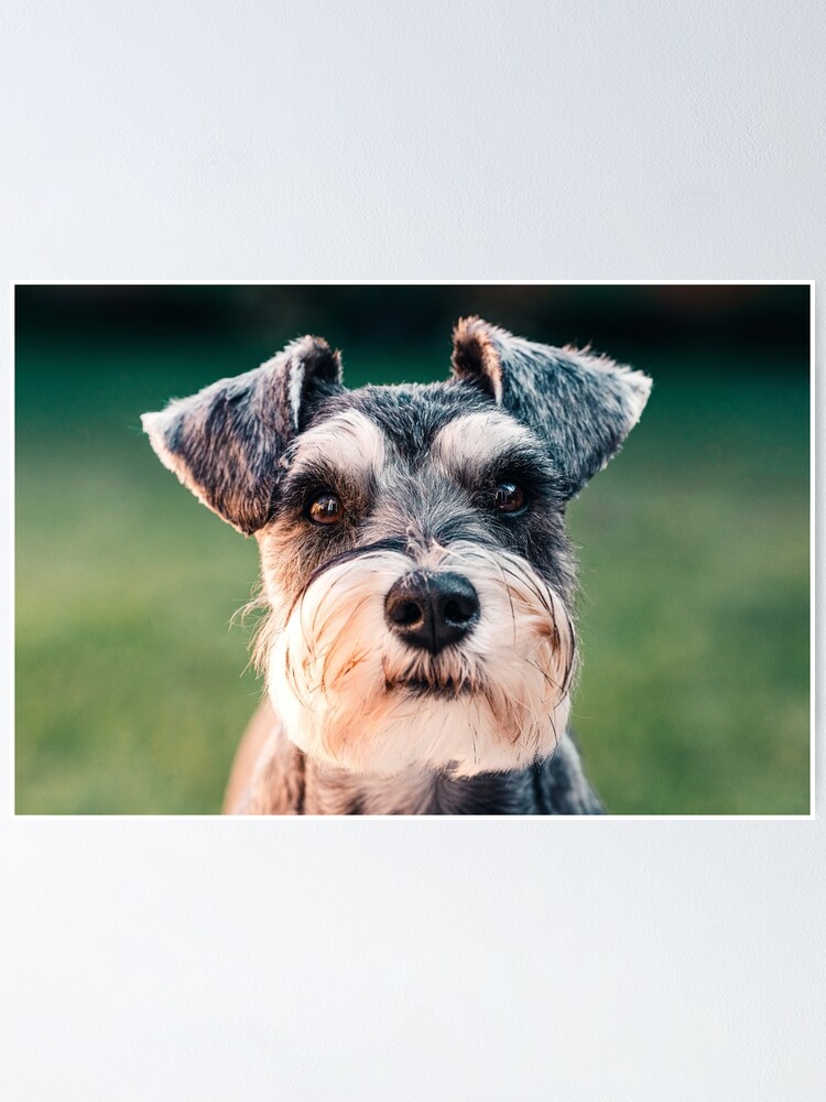 Póster «PERRITOS TIERNOS,SINCEROS, Y FOTOGENICOS.» de MAXIFOTOS2030 ...