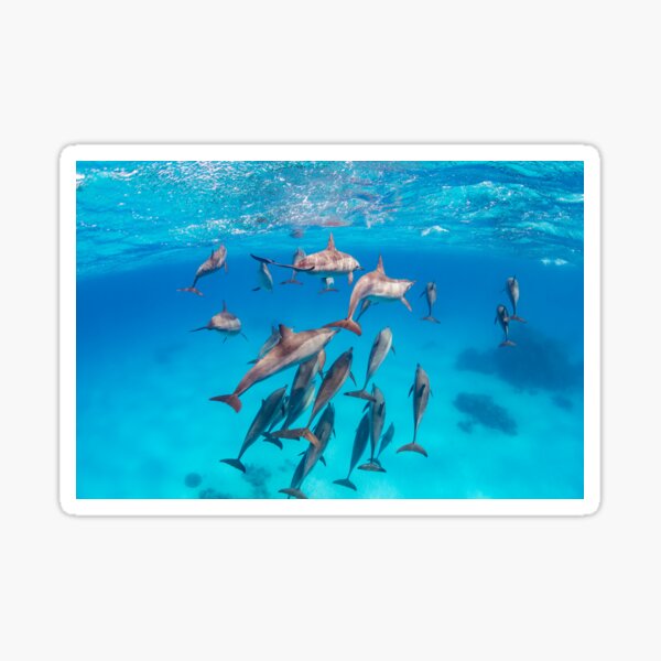 "Spinner dolphins pod playing " Sticker for Sale by SCUBAddict | Redbubble