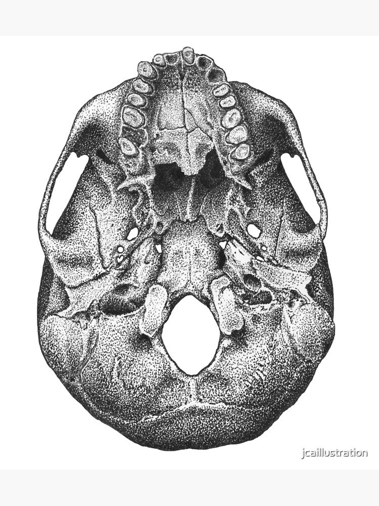 "Human skull, ventral view" Art Print for Sale by jcaillustration ...