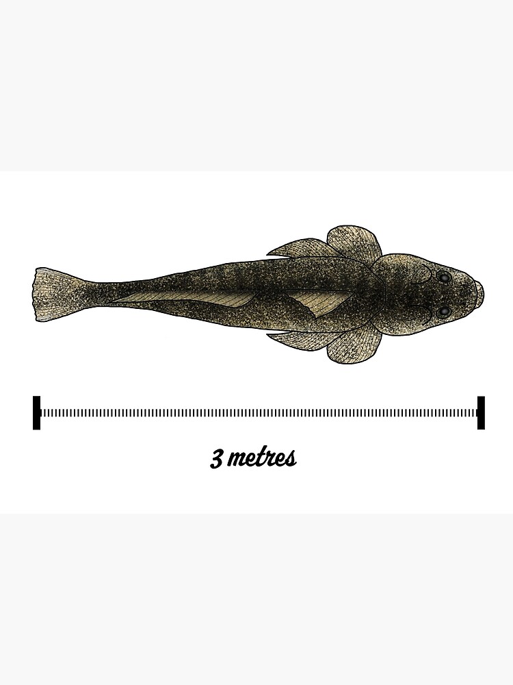 "Three Metre Flathead" Poster for Sale by TheWildKays | Redbubble