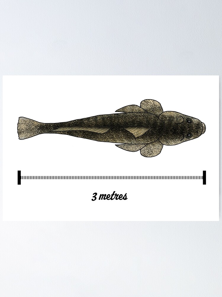 "Three Metre Flathead" Poster for Sale by TheWildKays | Redbubble