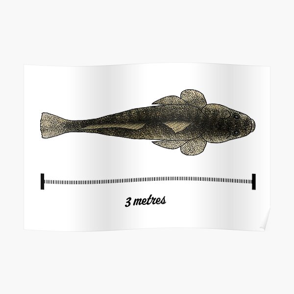"Three Metre Flathead" Poster for Sale by TheWildKays | Redbubble