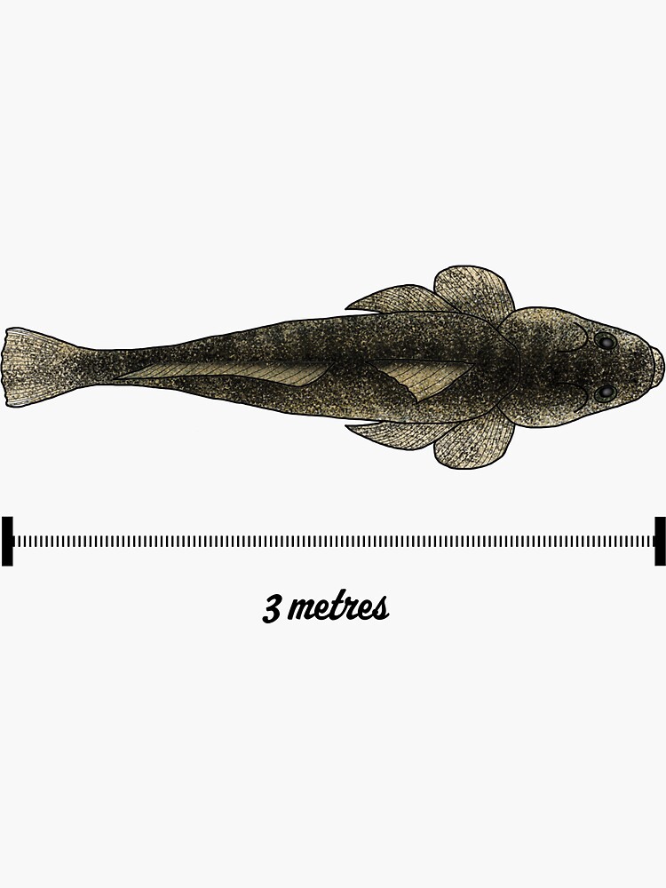 "Three Metre Flathead" Sticker for Sale by TheWildKays | Redbubble