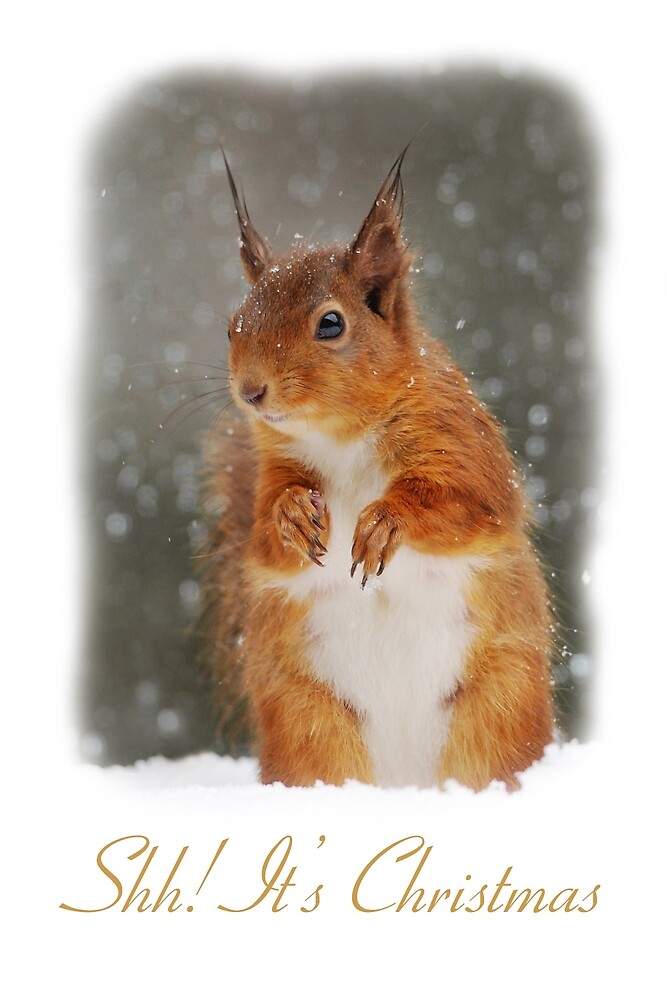"Red Squirrel Christmas Card" by Nigel Tinlin | Redbubble