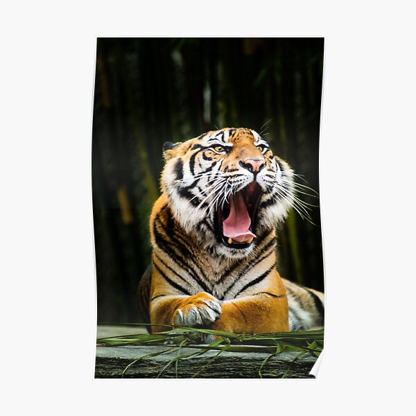 "Cute yawning Tiger" Poster for Sale by BerryvineImage | Redbubble