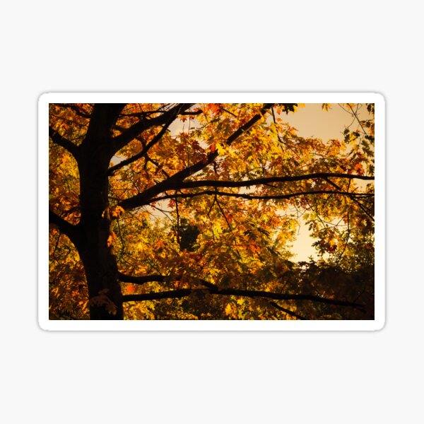 "Colorful autumn tree" Sticker for Sale by sword-snobby | Redbubble