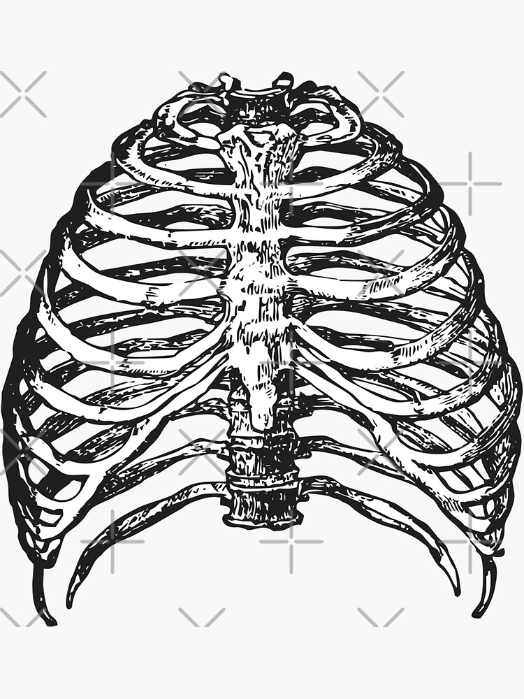 "Skeleton Rib Cage" Sticker by HugJen | Redbubble