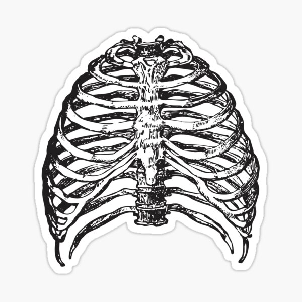 "Skeleton Rib Cage" Sticker by HugJen | Redbubble