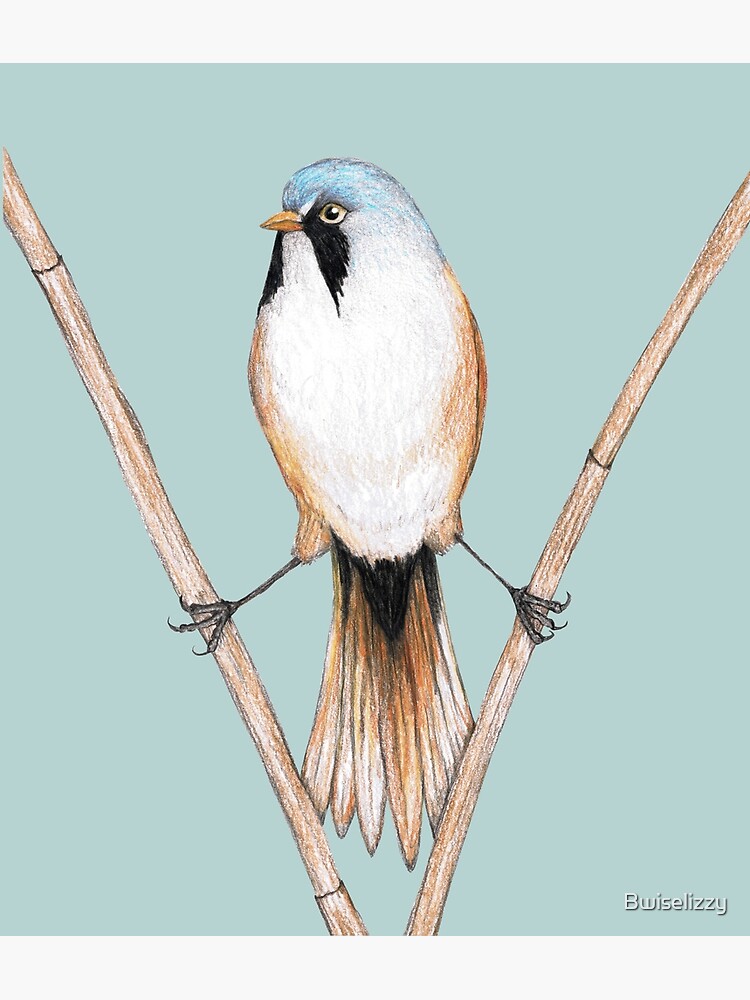 " Bearded reedling pencil drawing" Poster by Bwiselizzy | Redbubble