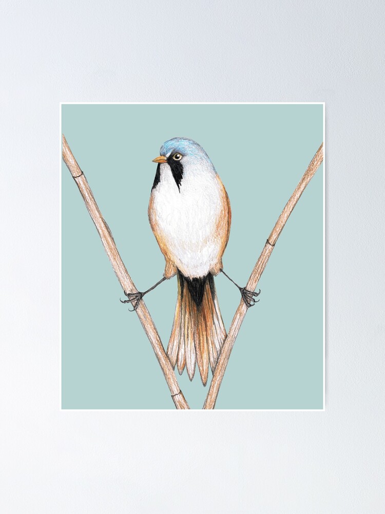 " Bearded reedling pencil drawing" Poster by Bwiselizzy | Redbubble