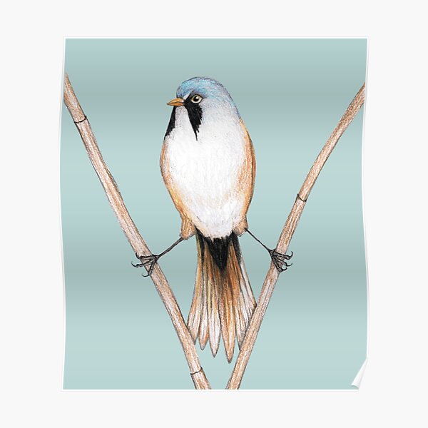 " Bearded reedling pencil drawing" Poster by Bwiselizzy | Redbubble