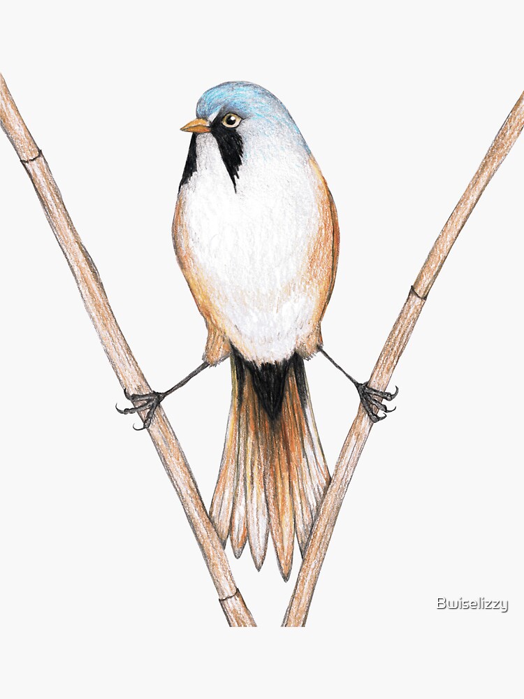 " Bearded reedling pencil drawing" Sticker for Sale by Bwiselizzy ...