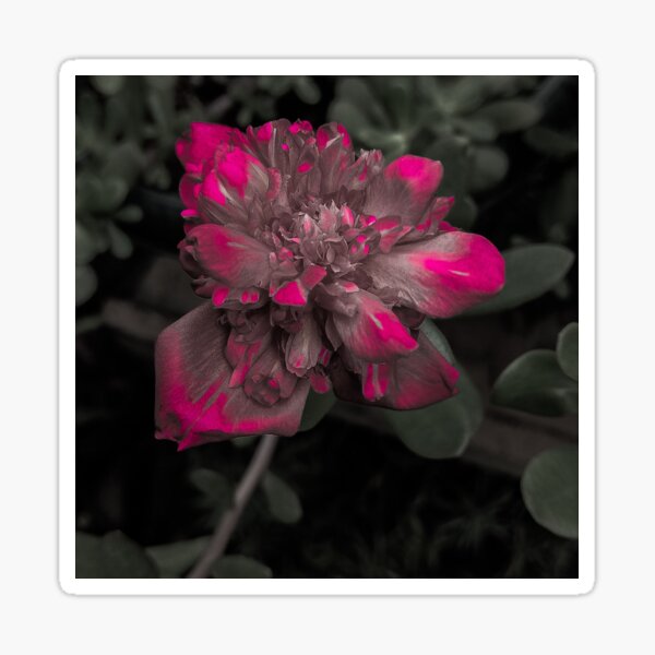 "Fragrant Unique Pink Flower" Sticker for Sale by Luxxe87 | Redbubble